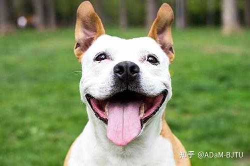 Albumentation文档 - 知乎