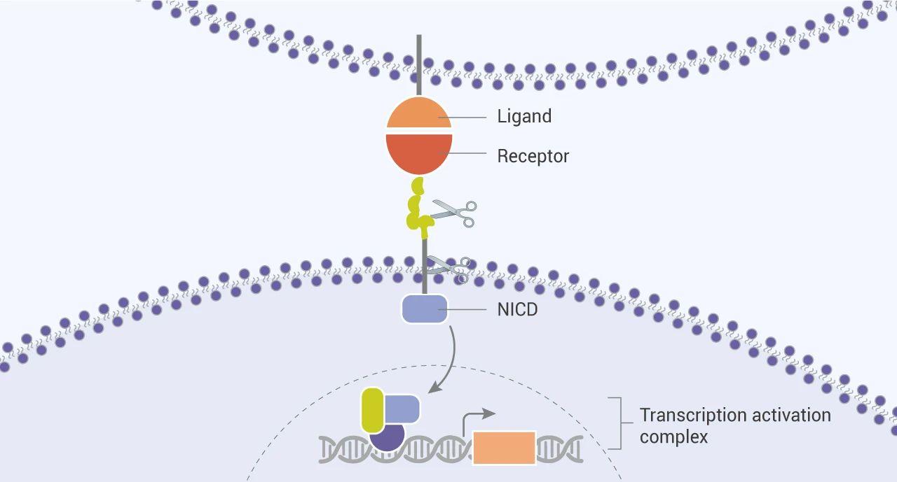 一文读懂 Notch 信号通路| MedChemExpress - 知乎