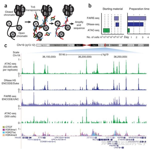 单细胞ATAC-seq到来了 - 知乎