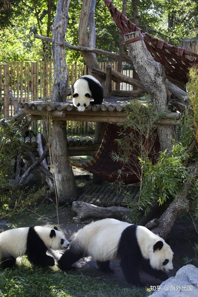 没想到，出生在西班牙的大熊猫竟有这么多！ - 知乎