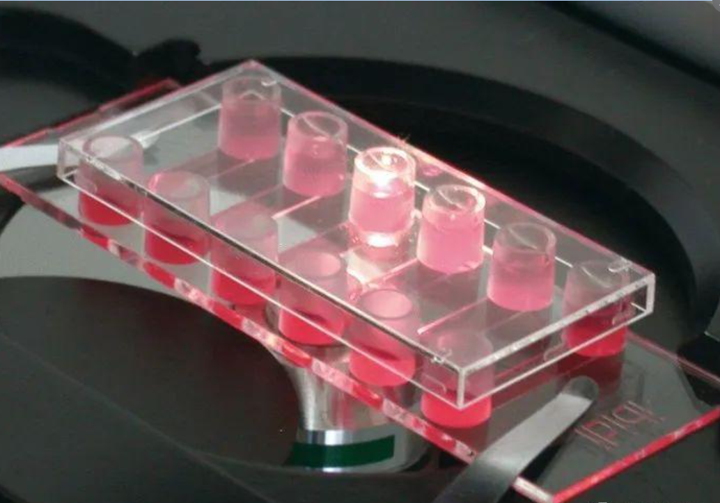 免疫荧光实验方案 |使用 ibidi µ-Slide VI 0.4简便快捷、四步搞定~ - 知乎