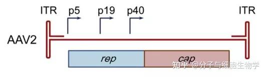 关于腺相关病毒AAV - 知乎