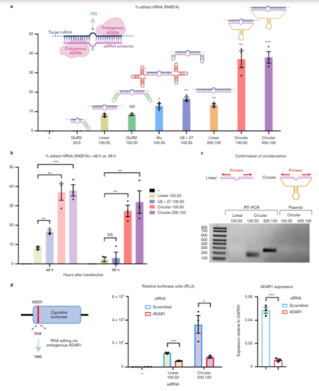 Nat Biotech | 环状向导RNA募集内源性ADAR进行高效RNA编辑 - 知乎