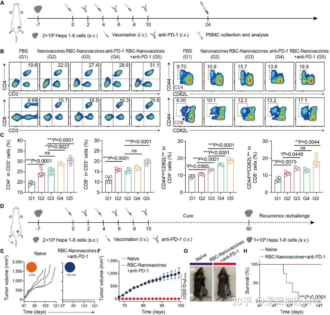 EMBO Mol Med︱吴名/刘小龙/吴李鸣团队合作利用红细胞“搭便车”策略构建一种脾脏靶向的新型肝癌新抗原个性化疫苗 - 知乎