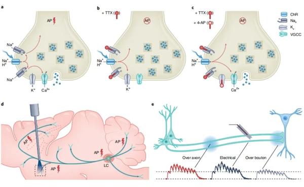 IF=28.77【文献解读】Nat Neurosci综述：突触前光遗传学工具概览 - 知乎