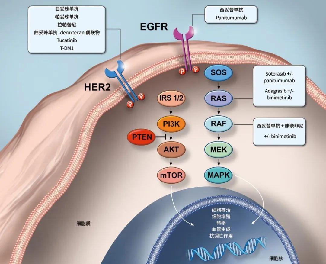 转移性结直肠癌的突变概况大全！全面分析CRC分子亚型分类共识 - 知乎