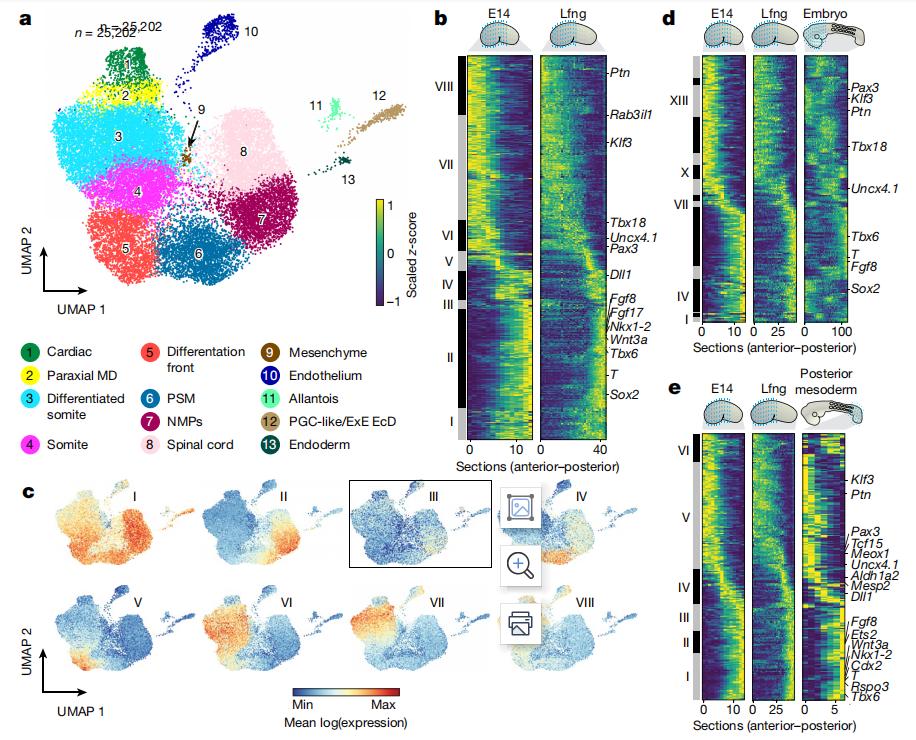 哺乳动物早期胚胎发育的奥秘 | 时空简讯26期 - 知乎
