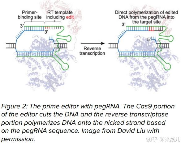 Prime editing - 知乎
