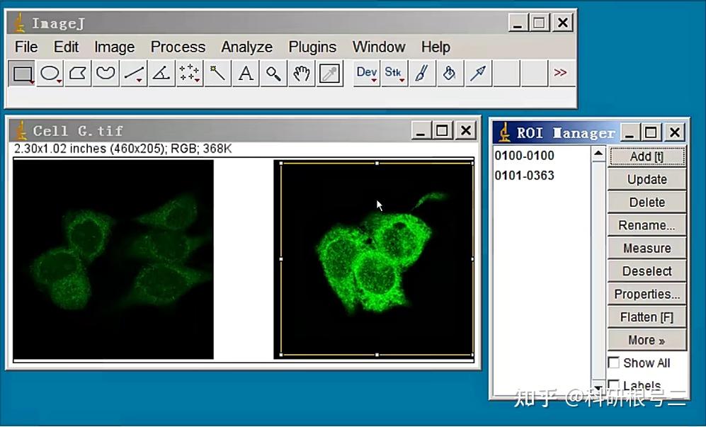 用 ImageJ 测量荧光强度的3种方法 - 知乎