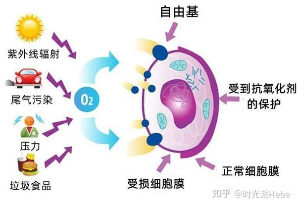 “自由基理论”之父Denham Harman，数次痛失诺奖，一生起伏跌宕 - 知乎