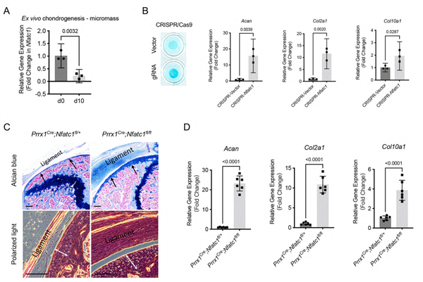 eLife︱首医宣武医院葛献鹏团队发现NFATc1是调控关节软骨干细胞分化的关键基因 - 知乎