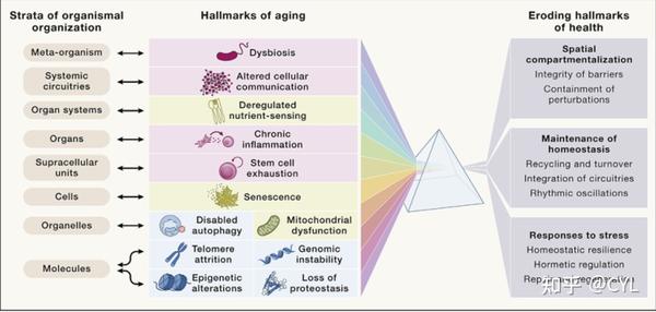 【文献翻译】Hallmarks of aging: An expanding universe - 知乎