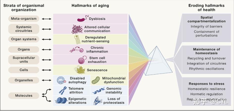 【文献翻译】Hallmarks of aging: An expanding universe - 知乎