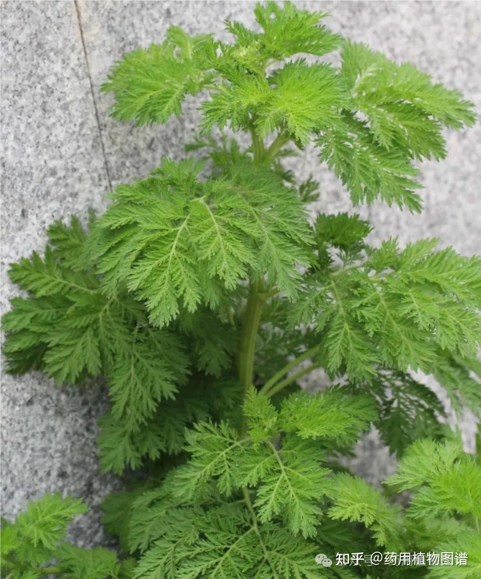 常见的10种菊科蒿属草药，教你一招快速辨别！ - 知乎