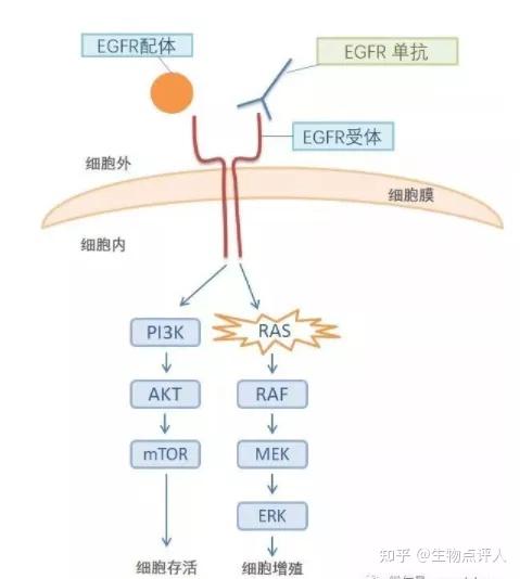 干货：九大肿瘤相关信号通路介绍-EGFR通路及靶标介绍（一） - 知乎