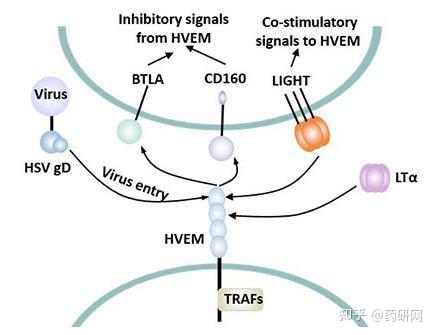 PD-1内卷之下，BTLA崭露头角 - 知乎