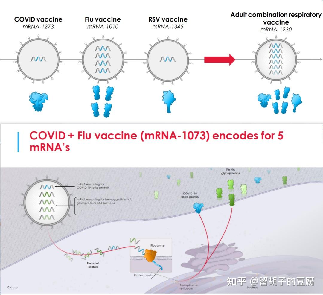 多价mRNA疫苗中各组分mRNA的快速鉴定和准确定量 - 知乎