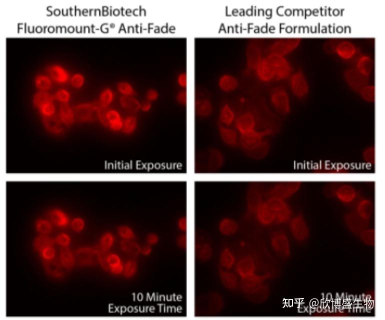 SouthernBiotech性价比极高的抗荧光淬灭封片剂 - 知乎