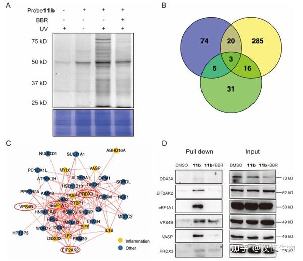 IF>14|揭秘小檗碱BBR抗炎作用新靶标—EIF2AK2 - 知乎