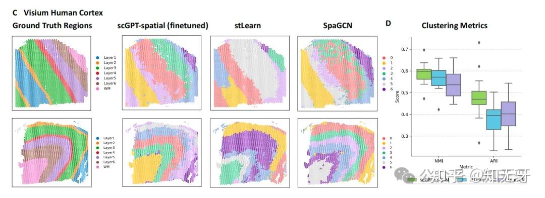 scGPT-spatial：空间转录组学单细胞基础模型的连续预训练 - 知乎