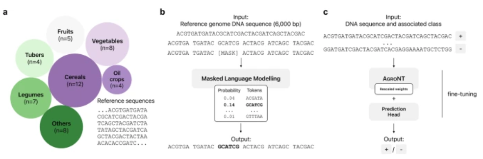 可食用植物基因组的基础大型语言模型AgroNT介绍 - 知乎
