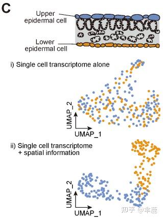 空转植物应用 |scStereo-seq技术解析拟南芥叶片空间转录组 - 知乎