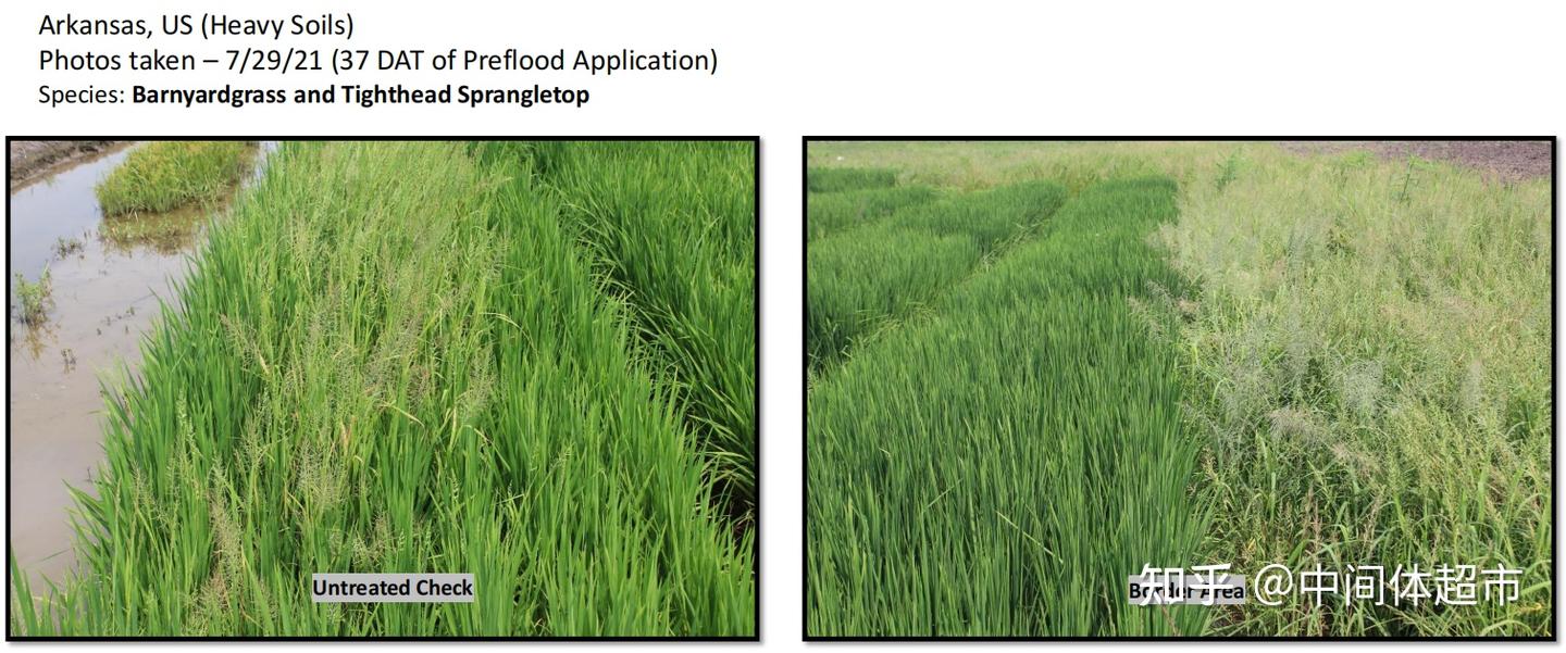 四氟络草胺（TVE29，Tetflupyrolimet，2053901-33-8）：一种有效管理抗除草剂杂草的新型除草剂作用模式 - 知乎
