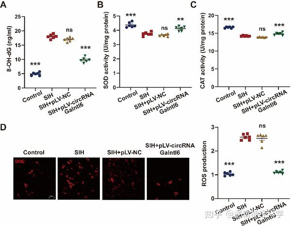 Redox Biol—杜东书/张帅团队揭示RVLM 环状RNA Galntl6通过miR-335/Lig3轴调控应激性高血压机制 - 知乎