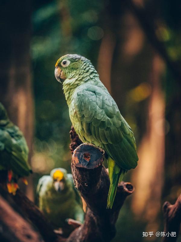 天子守国门——奥林巴斯40-150mm F2.8 PRO使用体验 - 知乎