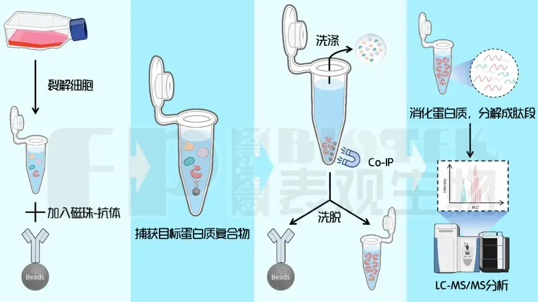 Co-IP/MS：蛋白免疫共沉淀质谱分析服务 - 知乎