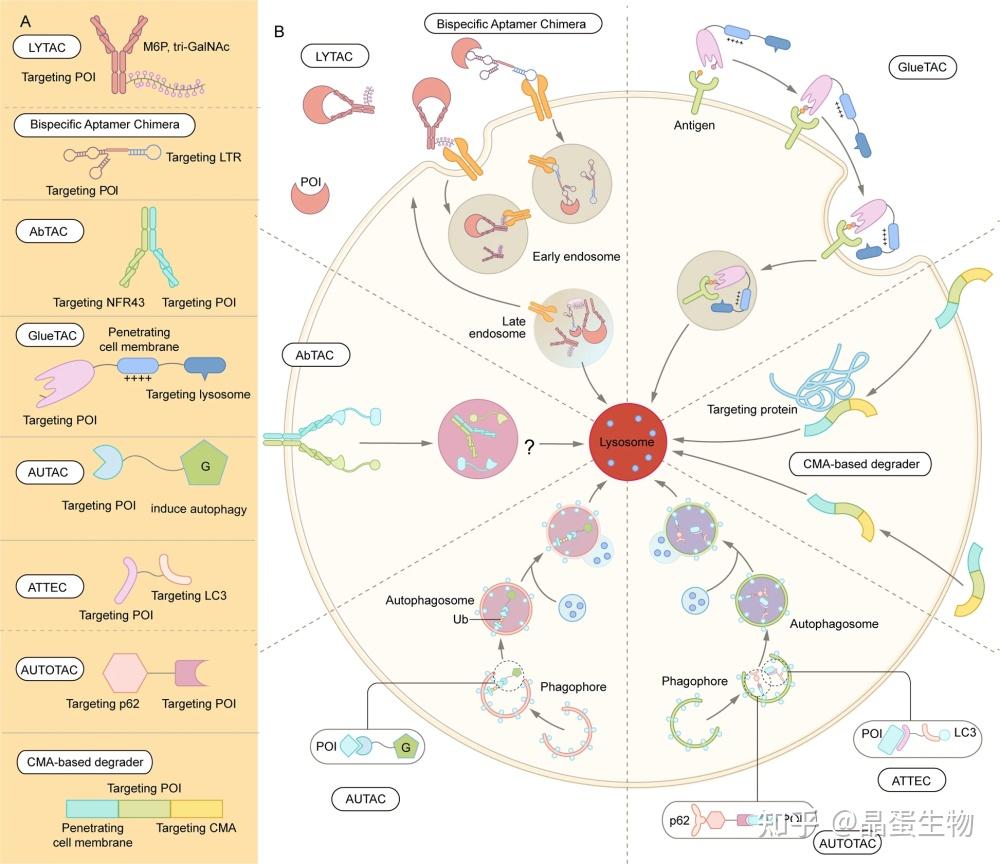 硬核梳理|一文教你区分PROTAC，LYTAC，AUTAC..... - 知乎