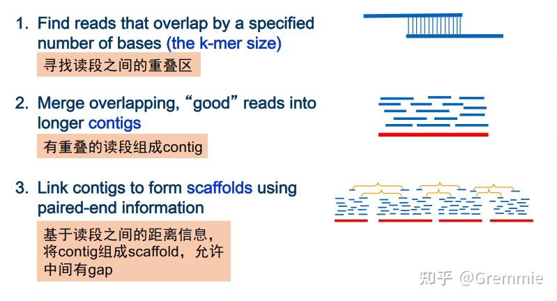 基因组装的概念/算法(OLC,K-mer)详解 - 知乎