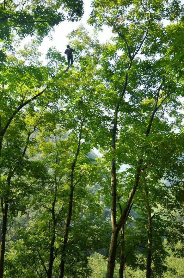 美味的临安山核桃，带血的坚果产业链！ 知乎