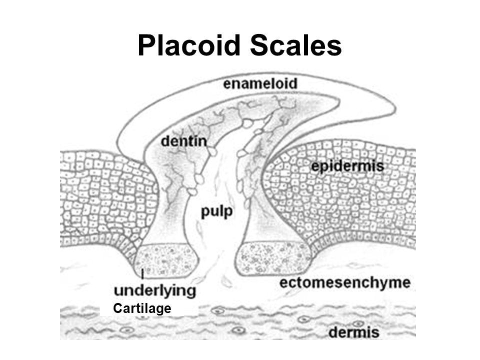 【地球演义】鲛腾记3：齿 - 知乎