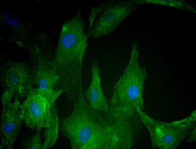 细胞或者组织染色实验介绍 - 知乎