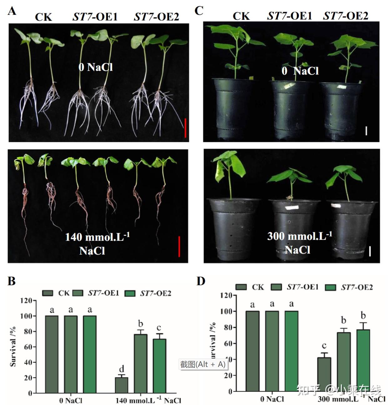 Evaluation of Thellungiella halophila ST7 for improving salt tolerance ...