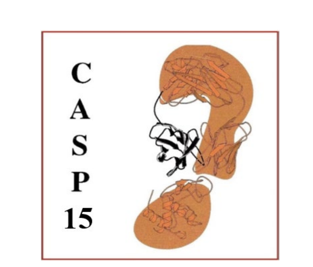 CASP15参赛队伍看点 - 知乎