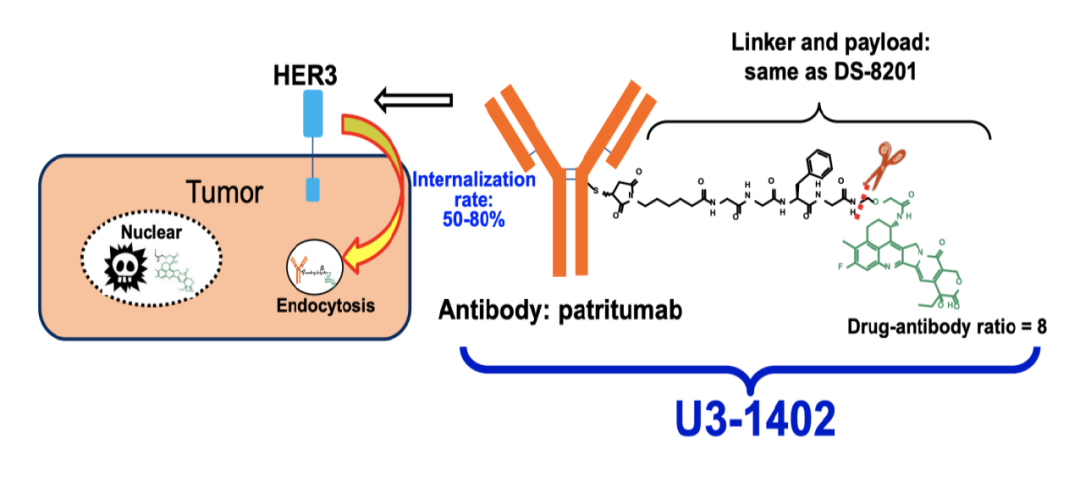 恒瑞SHR-A2009联合PD-L1获批临床，HER-3 ADC赛道持续升温！ - 知乎
