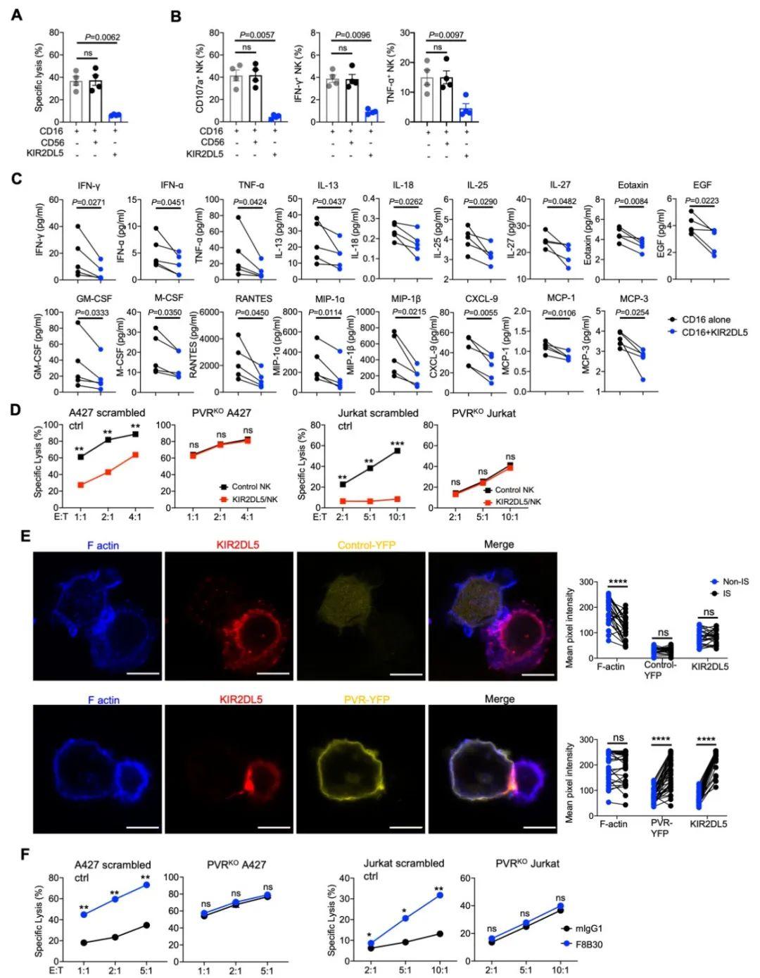 JCI︱臧星星团队发现KIR2DL5-PVR免疫检查点通路有望成为肿瘤免疫治疗新靶点 - 知乎