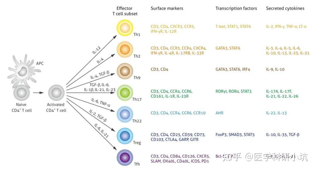 干货 | T细胞亚群及其检测标志物汇总 - 知乎