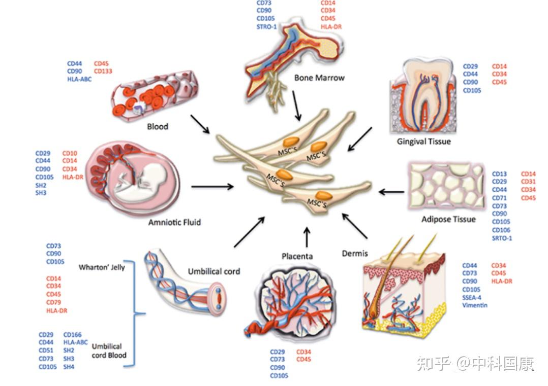 中国第一款iPSC来源iMSC横空出世 - 知乎