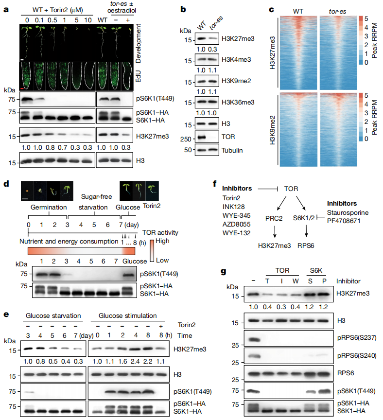 一篇让你在信号通路网络学习上迅速进阶的Nature！ - 知乎