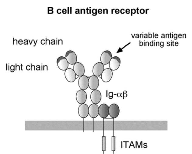 免疫系统中的关键受体BCR结构解析 | 水木视界iss.33 - 知乎