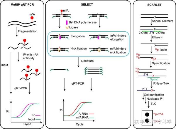 Plant Com | 北京大学贾桂芳团队综述植物RNA m6A修饰的检测、调控和功能研究 - 知乎