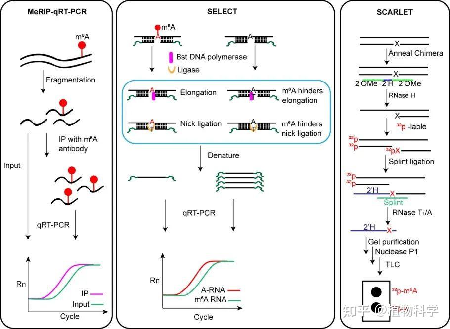 Plant Com | 北京大学贾桂芳团队综述植物RNA m6A修饰的检测、调控和功能研究 - 知乎