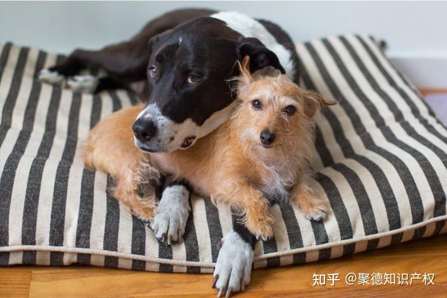 Seth Casteel 摄影作品：《Underwater Dogs》系列照片版权维权 - 知乎