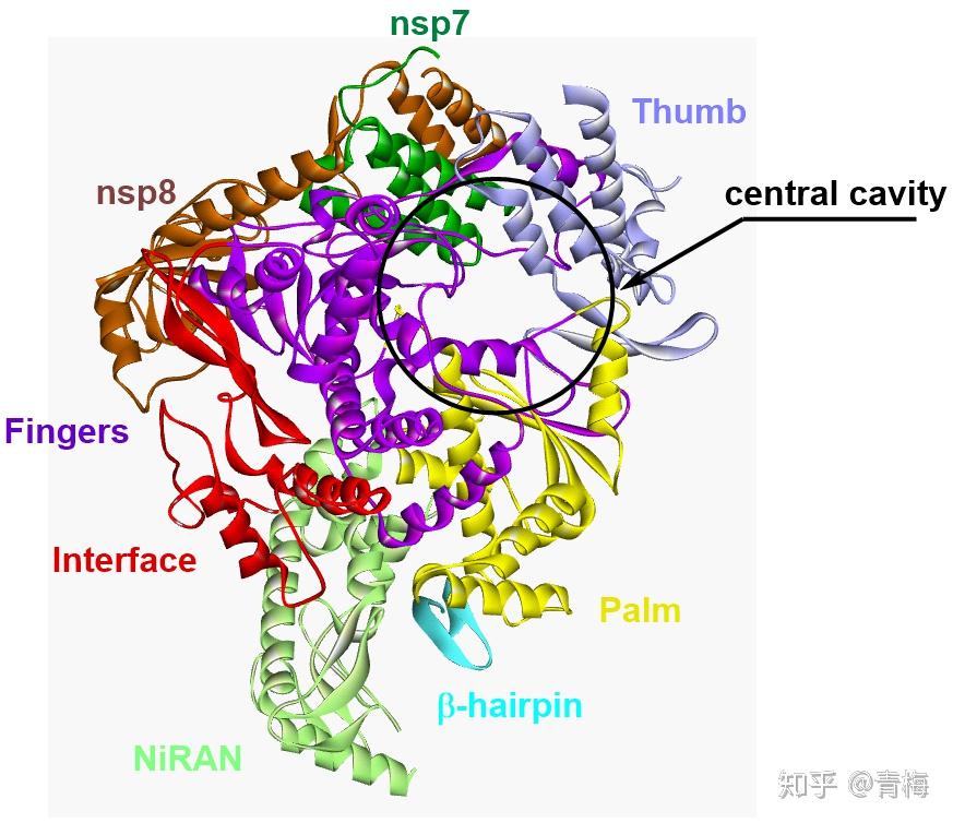 COVID-19 | SARS-CoV-2抗病毒药物靶标：依赖于RNA的RNA聚合酶(RdRp) - 知乎