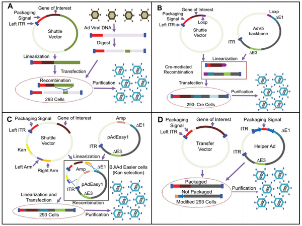 一文带你了解腺病毒包装的世界 - 知乎