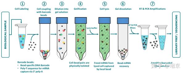微流控-free方法（PIPseq/RevGel-seq，单细胞测序技术的搅局者 - 知乎
