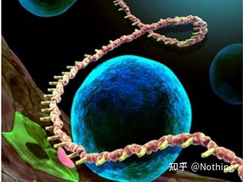 外显子、内含子、mRNA、CDS、ORF区别与联系 - 知乎